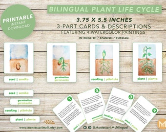 Bilingual Plant Life Cycle Montessori SPANISH Botany Science | Etsy