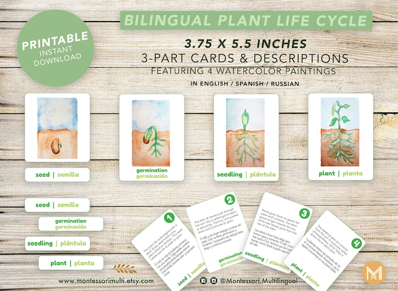 Bilingual Plant Life Cycle Montessori SPANISH Botany Science - Etsy
