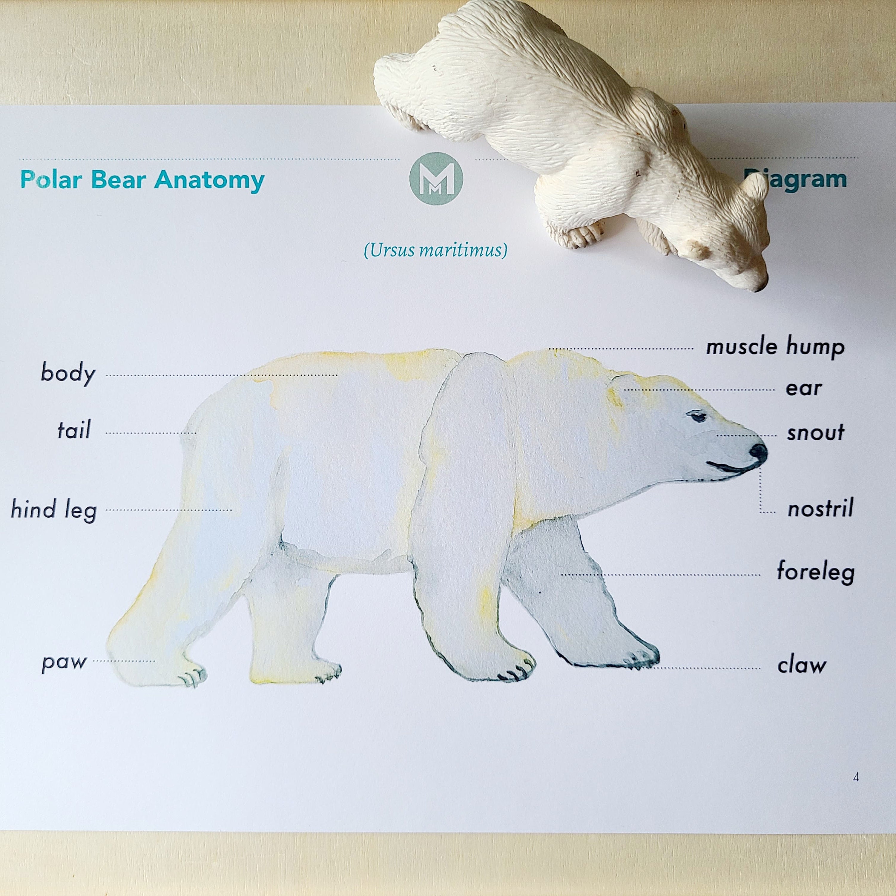 Arctic Animal Printable - Montessori Printable - Science Anatomy ...