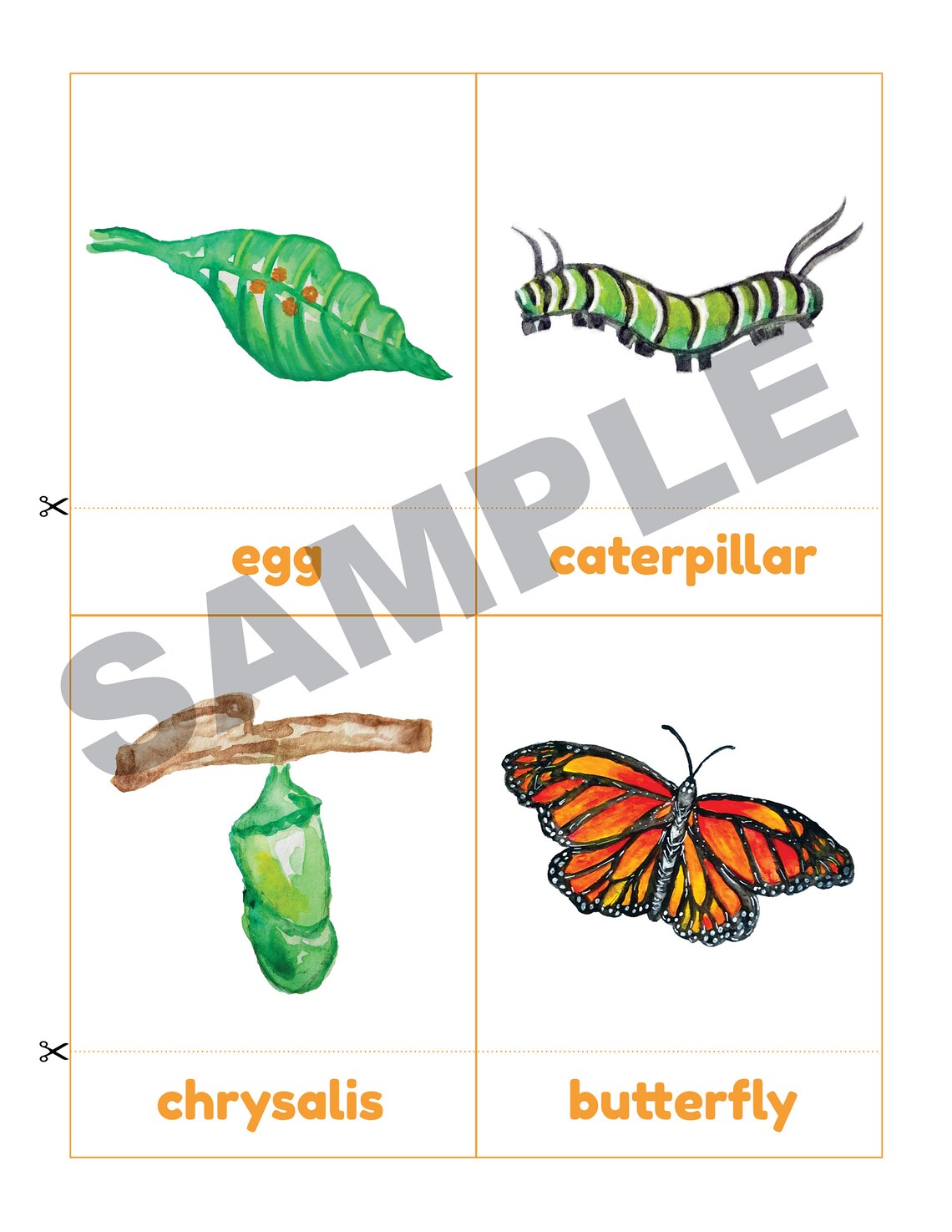 Monarch Butterfly Life Cycle - Montessori Science - Printable Instant ...