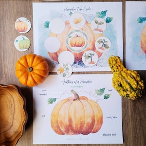 Vintage Halloween | Pumpkin Life Cycle | Pumpkin Anatomy | Busy Book ...