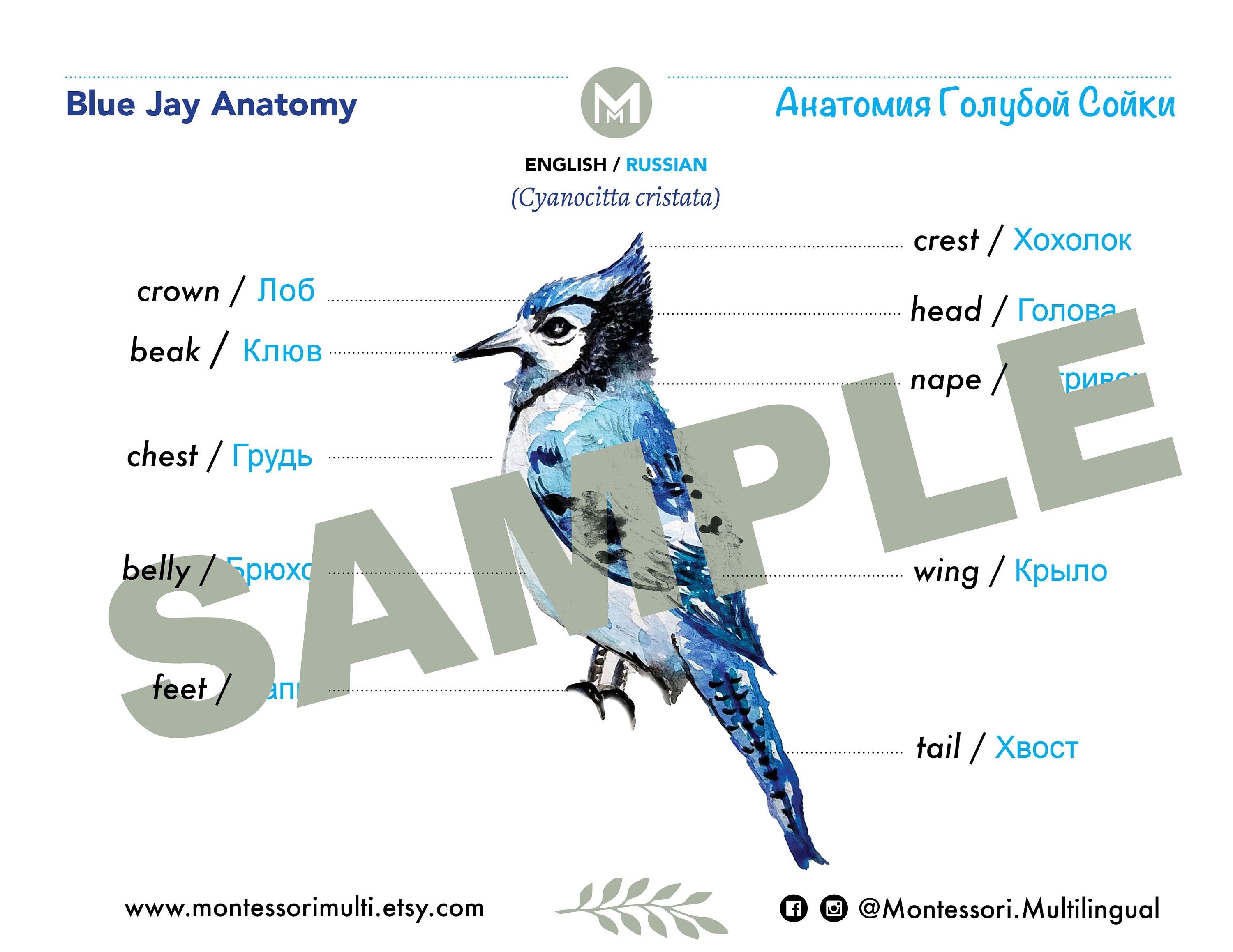 Bilingual Backyard Birds of North America - RUSSIAN Homeschool ...