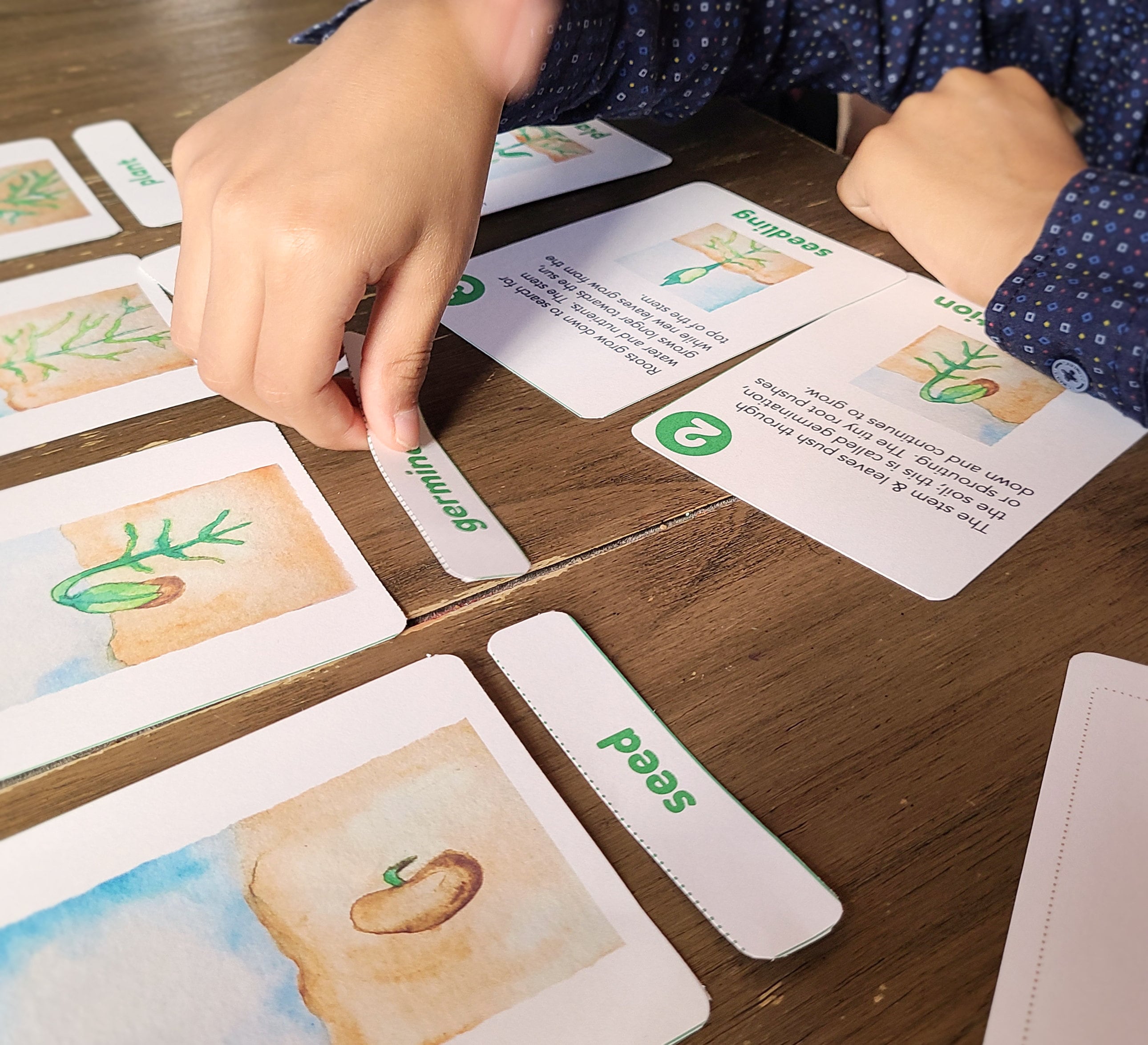 Bilingual Plant Life Cycle Cards: Montessori Watercolor Art (digital ...