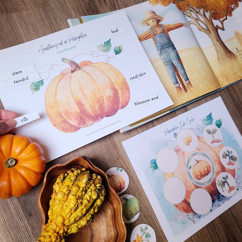 Vintage Pumpkin Anatomy & Life Cycle Printable: Homeschool Fall ...