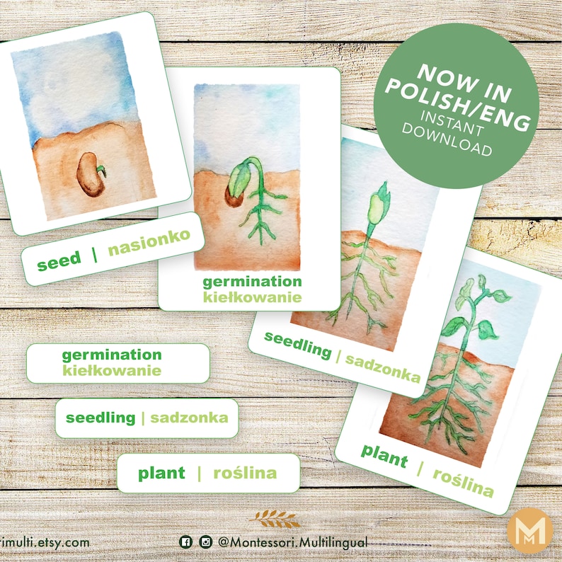 Bilingual Plant Life Cycle Cards: Montessori Watercolor Art (digital ...