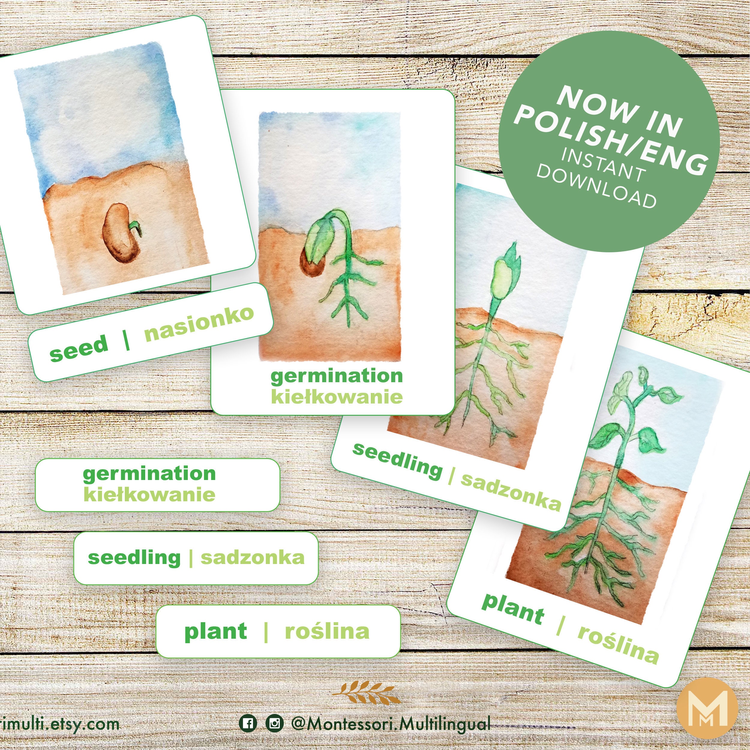 Bilingual Plant Life Cycle - Montessori POLISH Science - Watercolor Art ...