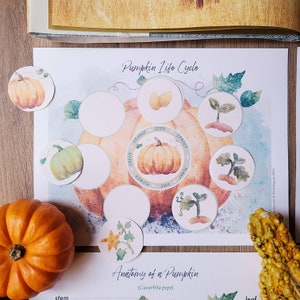Vintage Halloween | Pumpkin Life Cycle | Pumpkin Anatomy | Busy Book ...