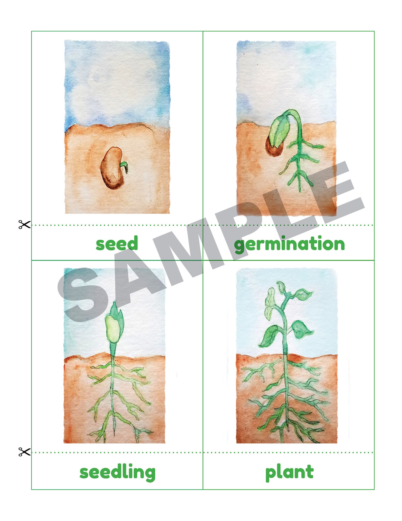 Plant Life Cycle Montessori Science Printable Botany With - Etsy