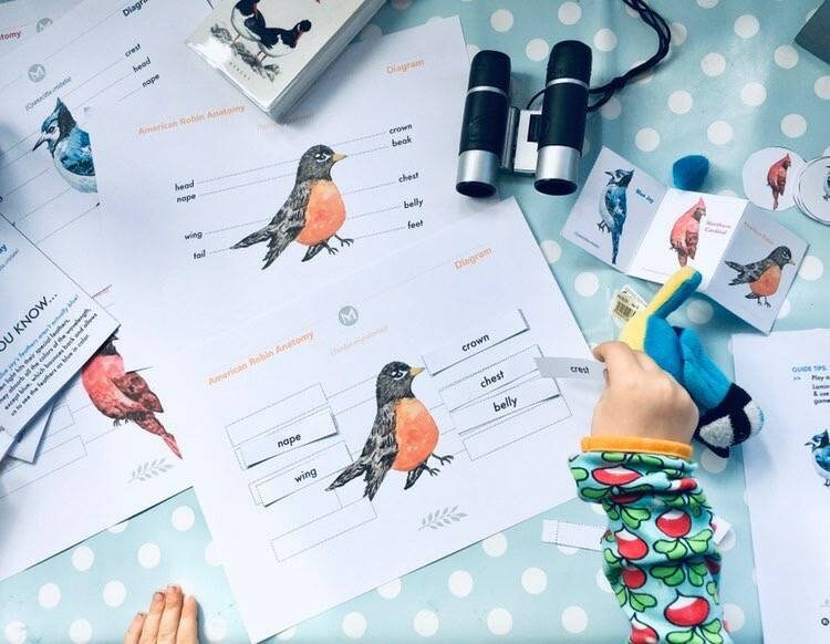 Backyard Birds of North America Homeschool Science Bird - Etsy