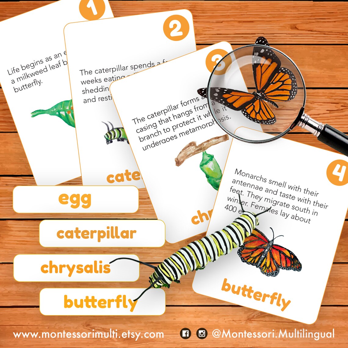 Monarch Butterfly Life Cycle - Montessori Science - Printable Instant ...