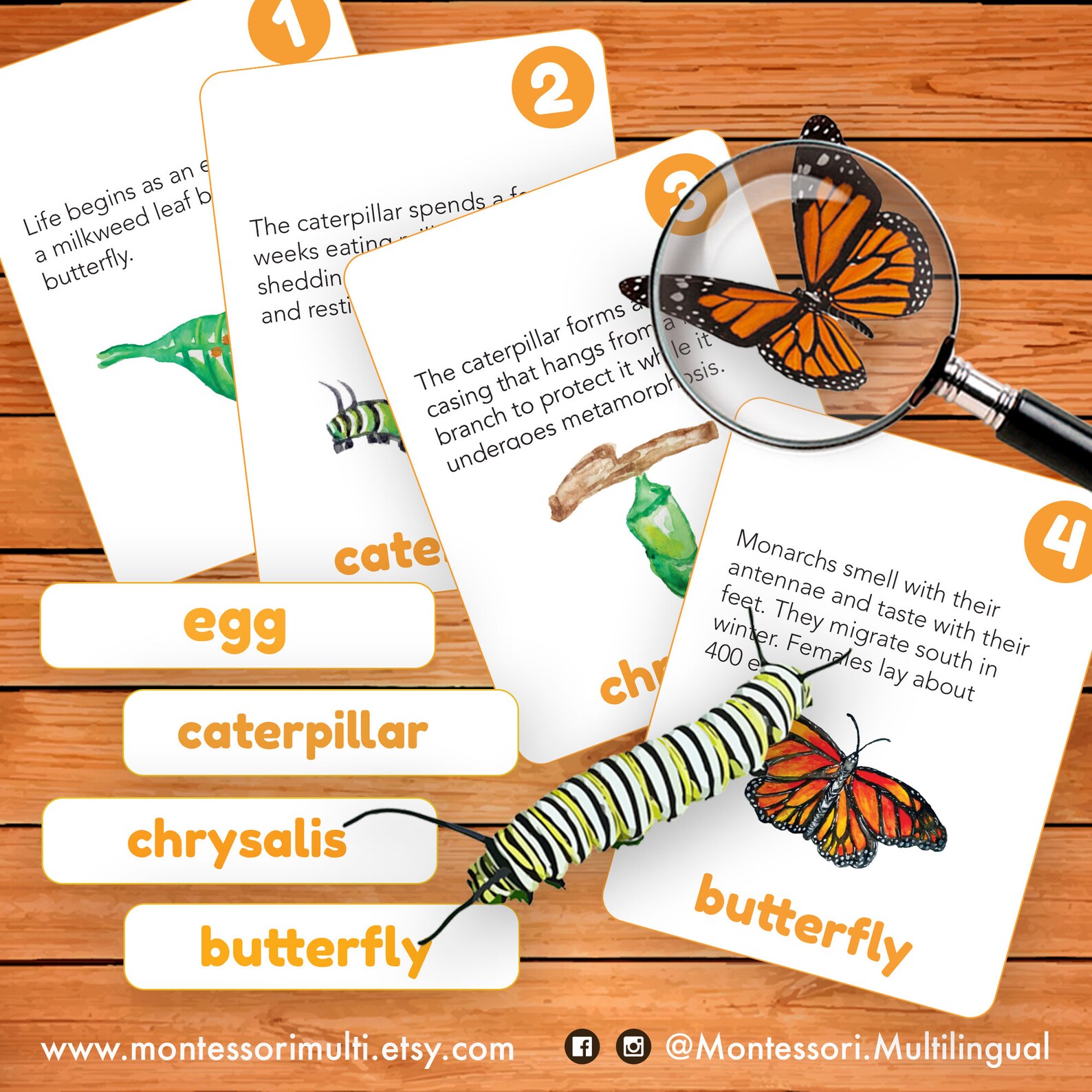 Monarch Butterfly Life Cycle - Montessori Science - Printable Instant ...