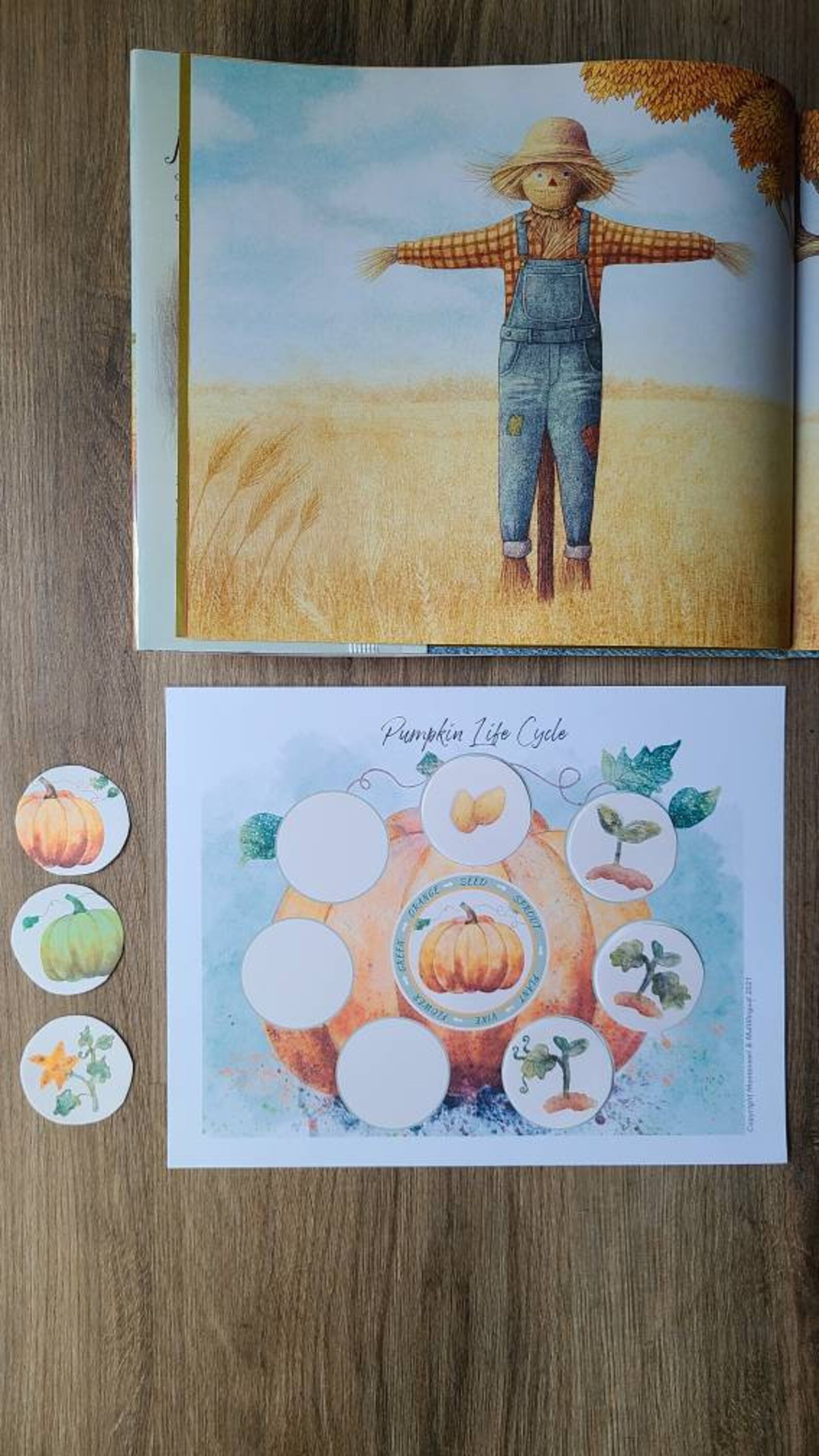 Vintage Halloween Pumpkin Life Cycle Pumpkin Anatomy - Etsy