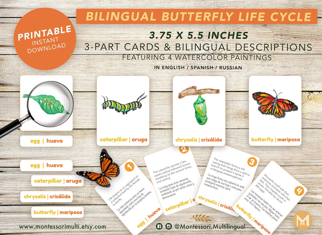 Bilingual Monarch Butterfly Life Cycle Cards: Watercolor Art (digital ...