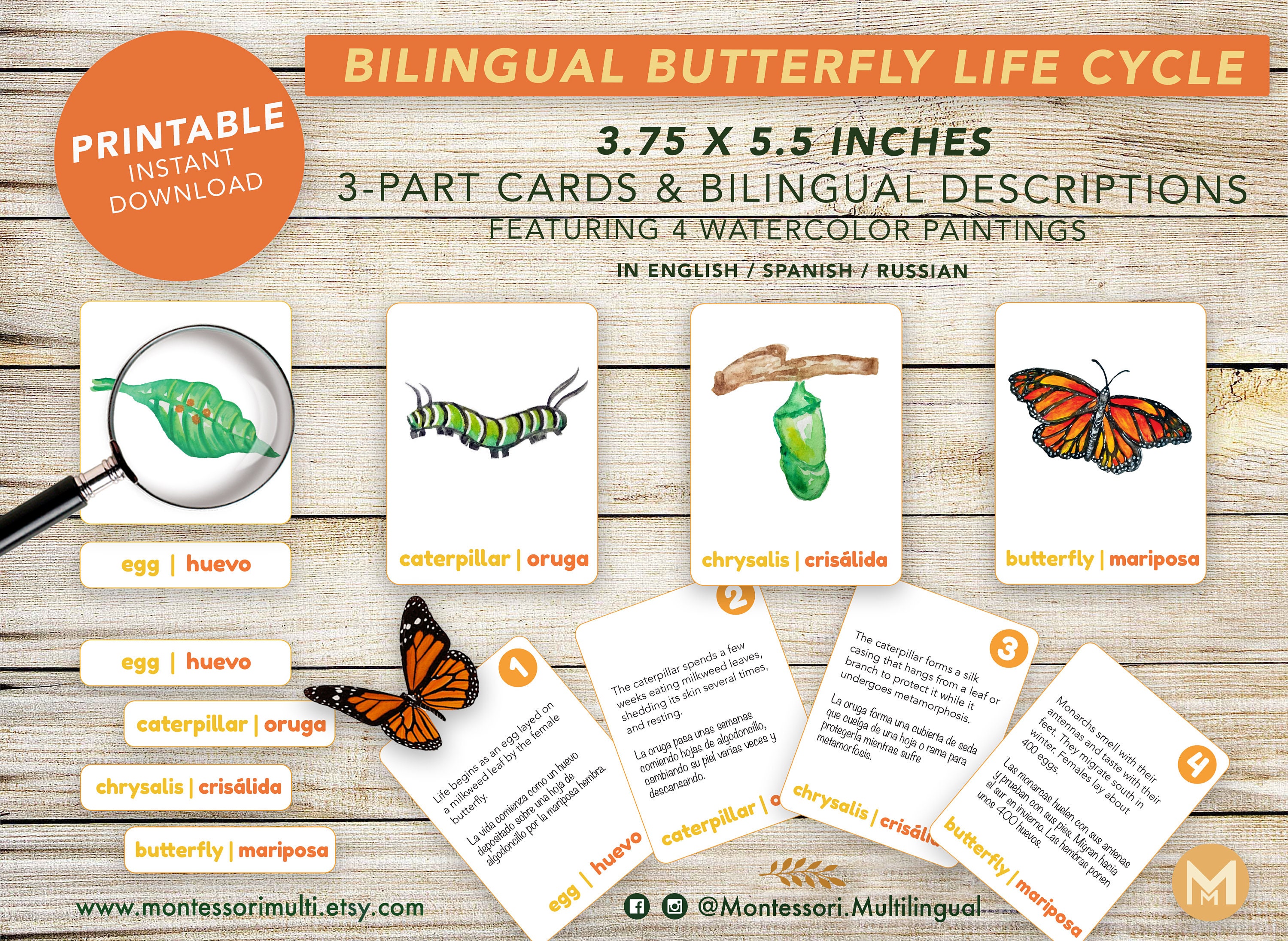 Bilingual Monarch Butterfly Life Cycle Cards: Watercolor Art (digital ...