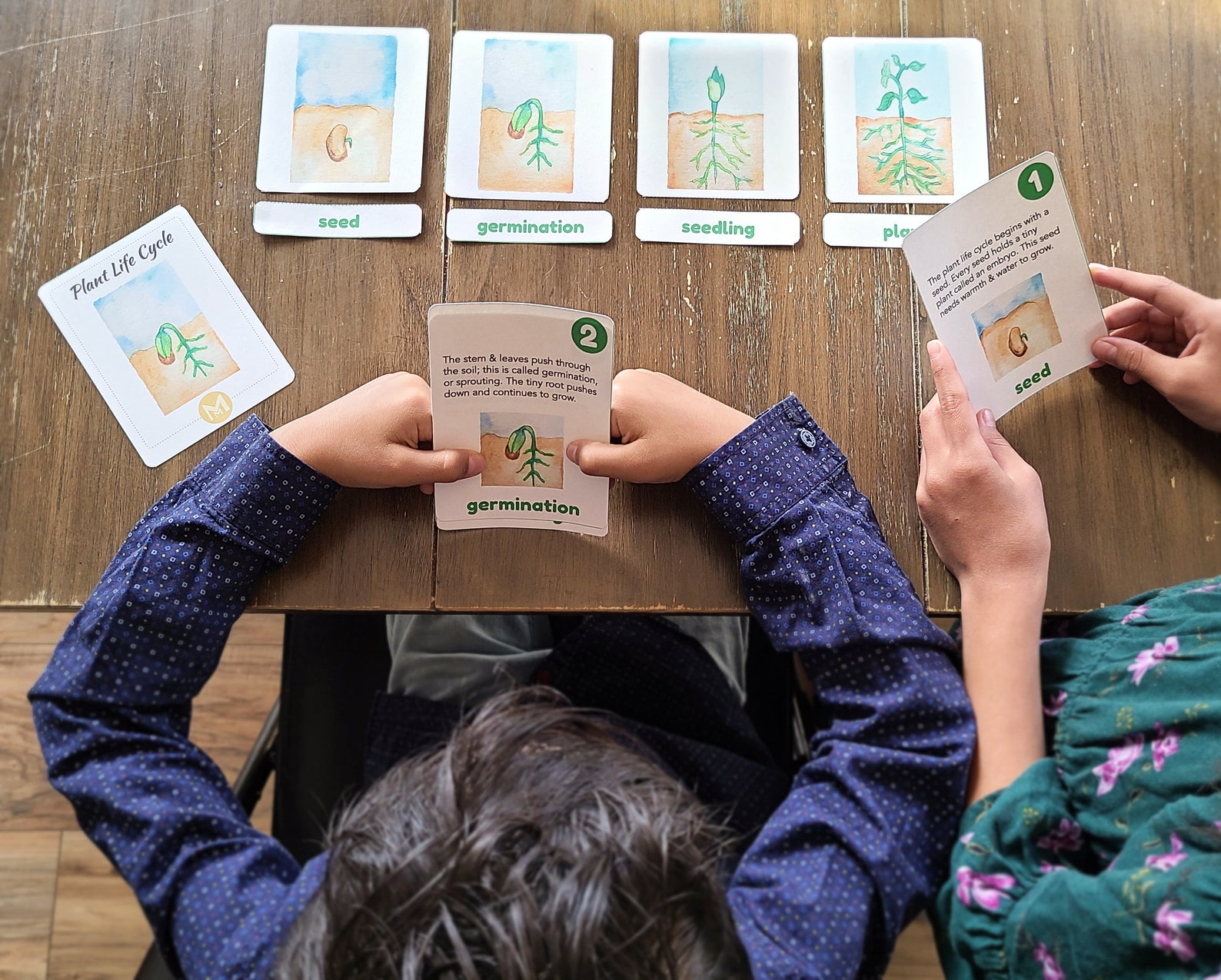 Bilingual Plant Life Cycle Montessori SPANISH Botany Science - Etsy