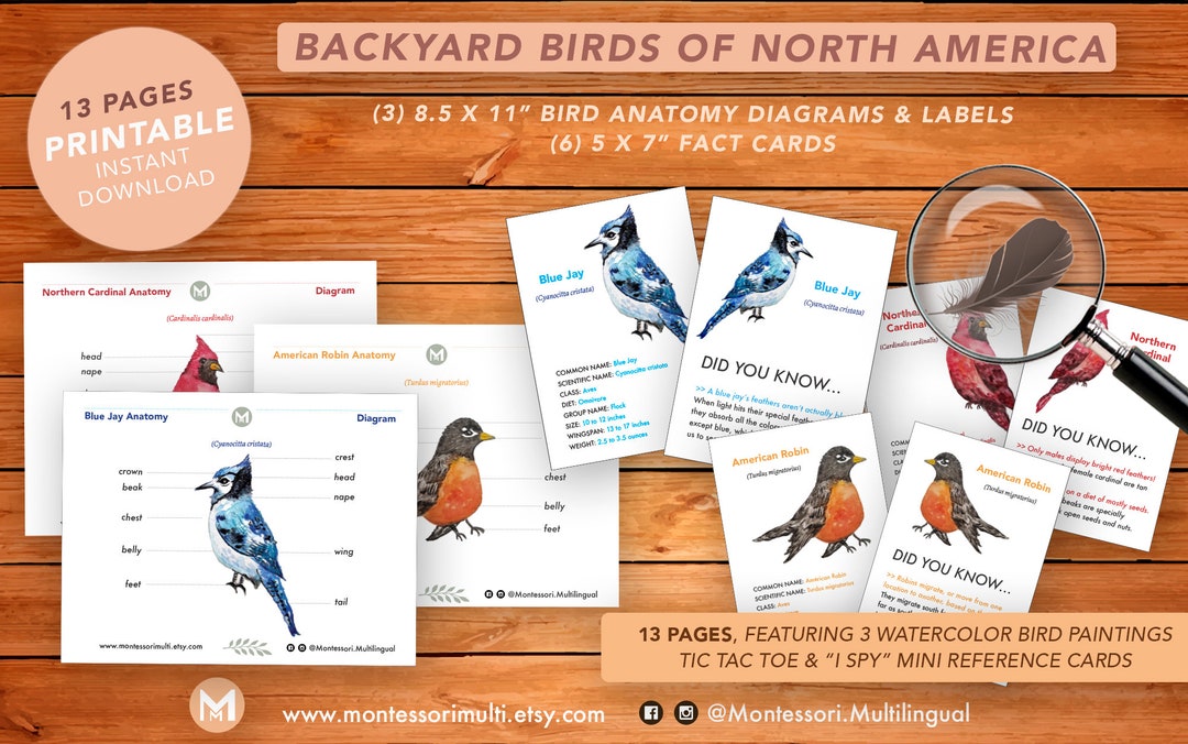 Backyard Birds of North America - Homeschool Science - Bird Anatomy ...