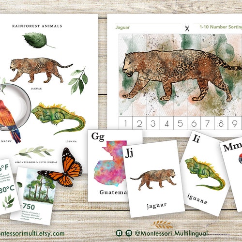 Rainforest Animal Printable Montessori Kindergarten - Etsy