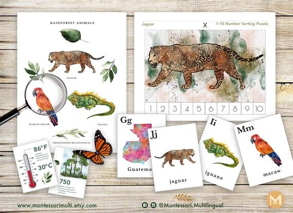 Rainforest Animal Printable Montessori Kindergarten | Etsy