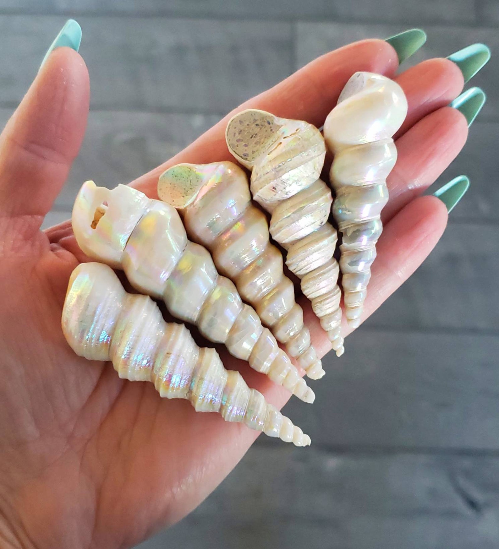 Aura seashell spiral seashell unicorn horn aura spiral | Etsy