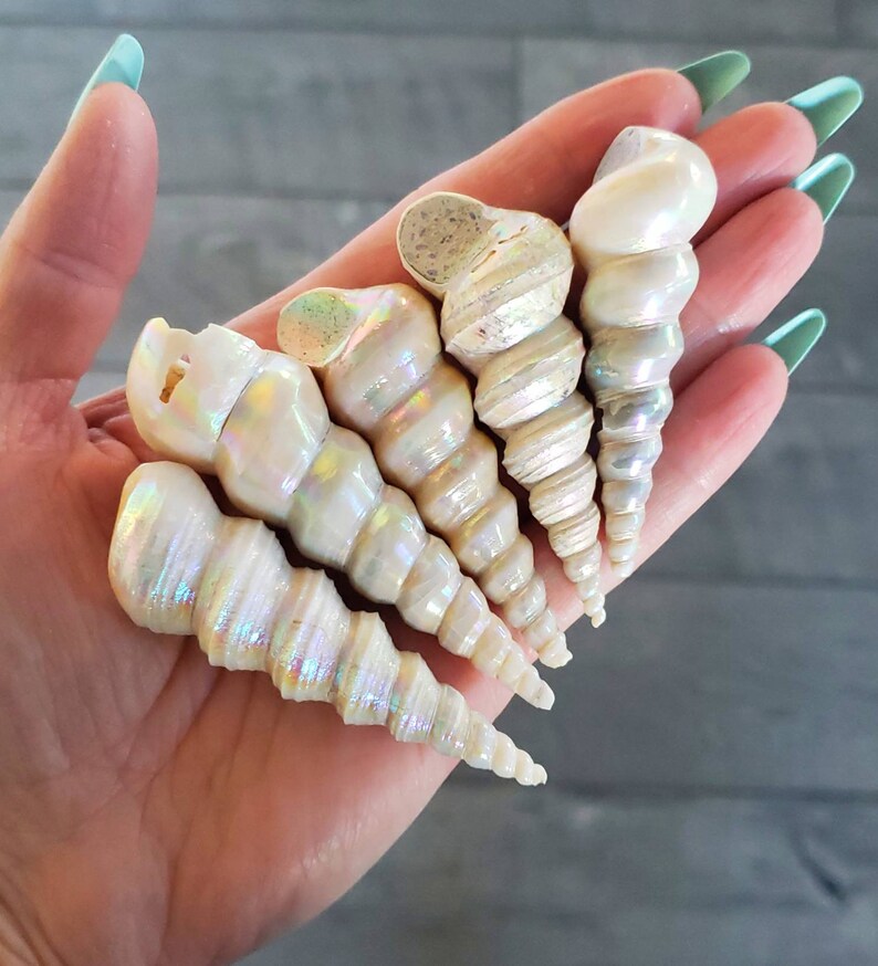 Aura seashell spiral seashell unicorn horn aura spiral | Etsy