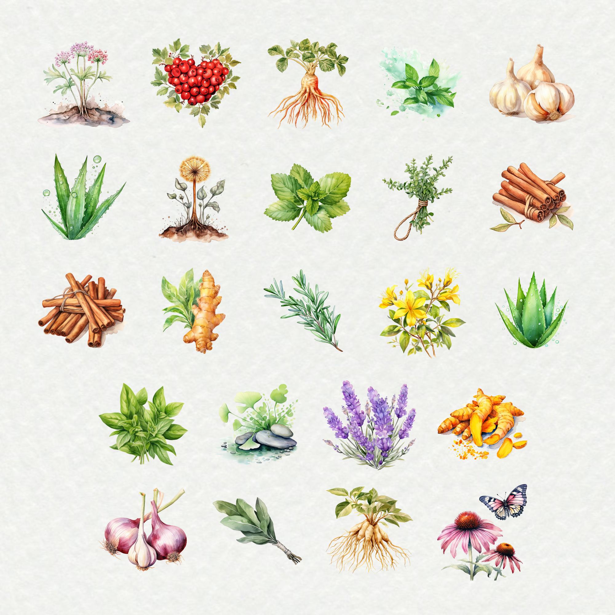 Medicinal Herbs Clipart Bundle - Healing Plants and Vibrant Botanicals ...