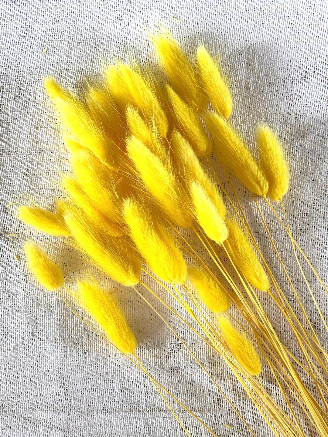 Yellow Bunny Tails. Lagurus Ovatus. Dried Flowers. - Etsy UK