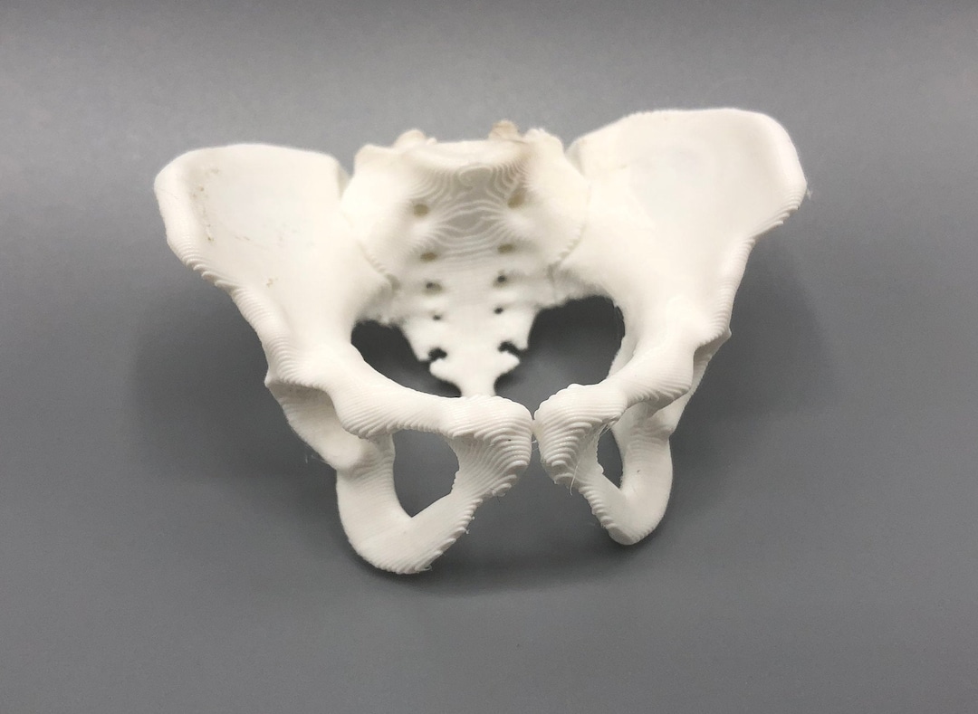 Minimodelo de pelvis impreso en 3D / Modelo anatómico en miniatura de ...