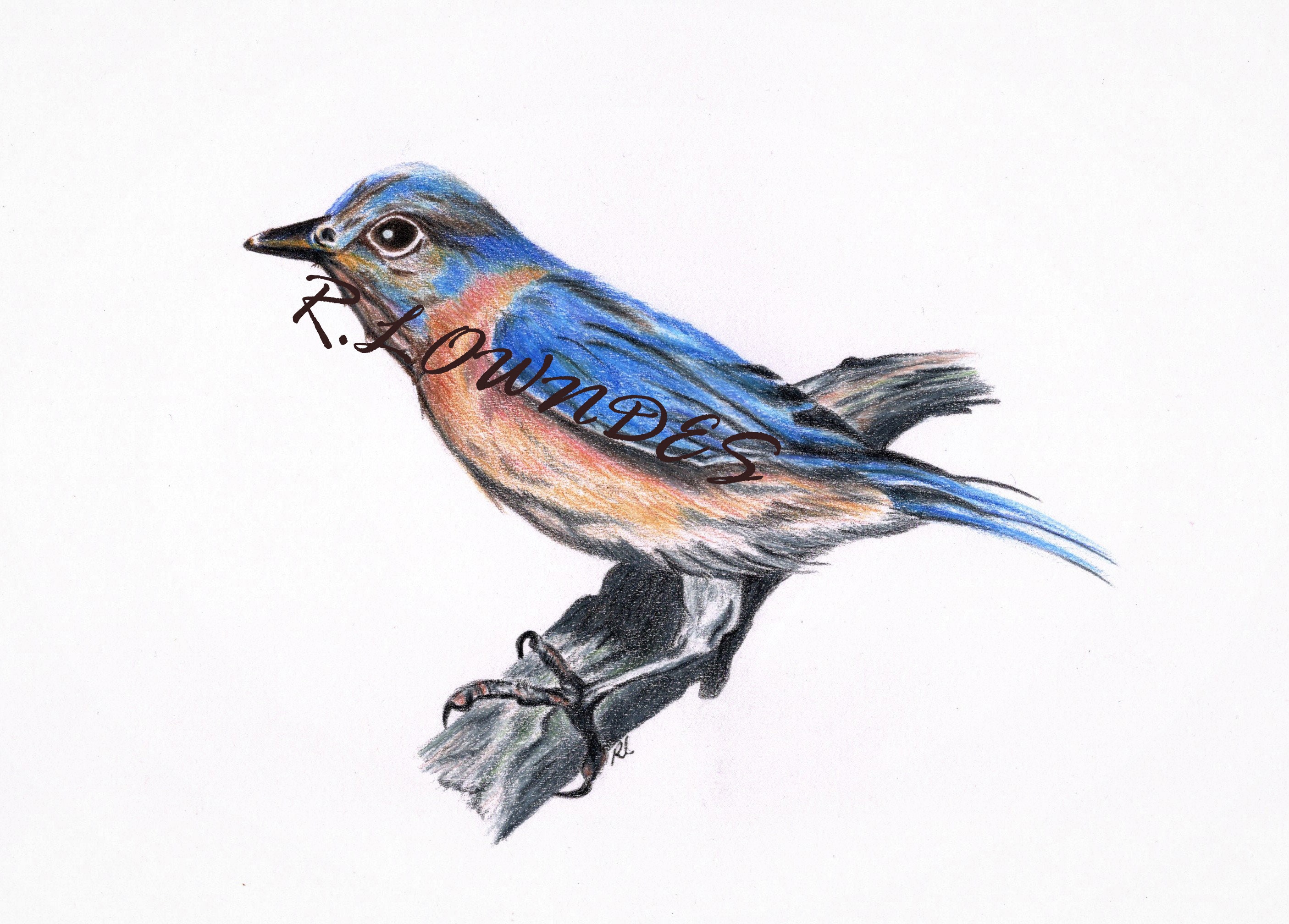 Beautiful Bird Sketches
