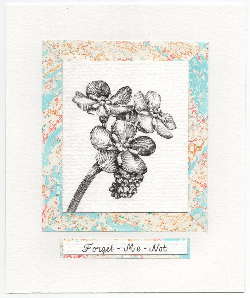 Botanical Illustration of Forget-me-not - Original Ink Drawing Bordered ...