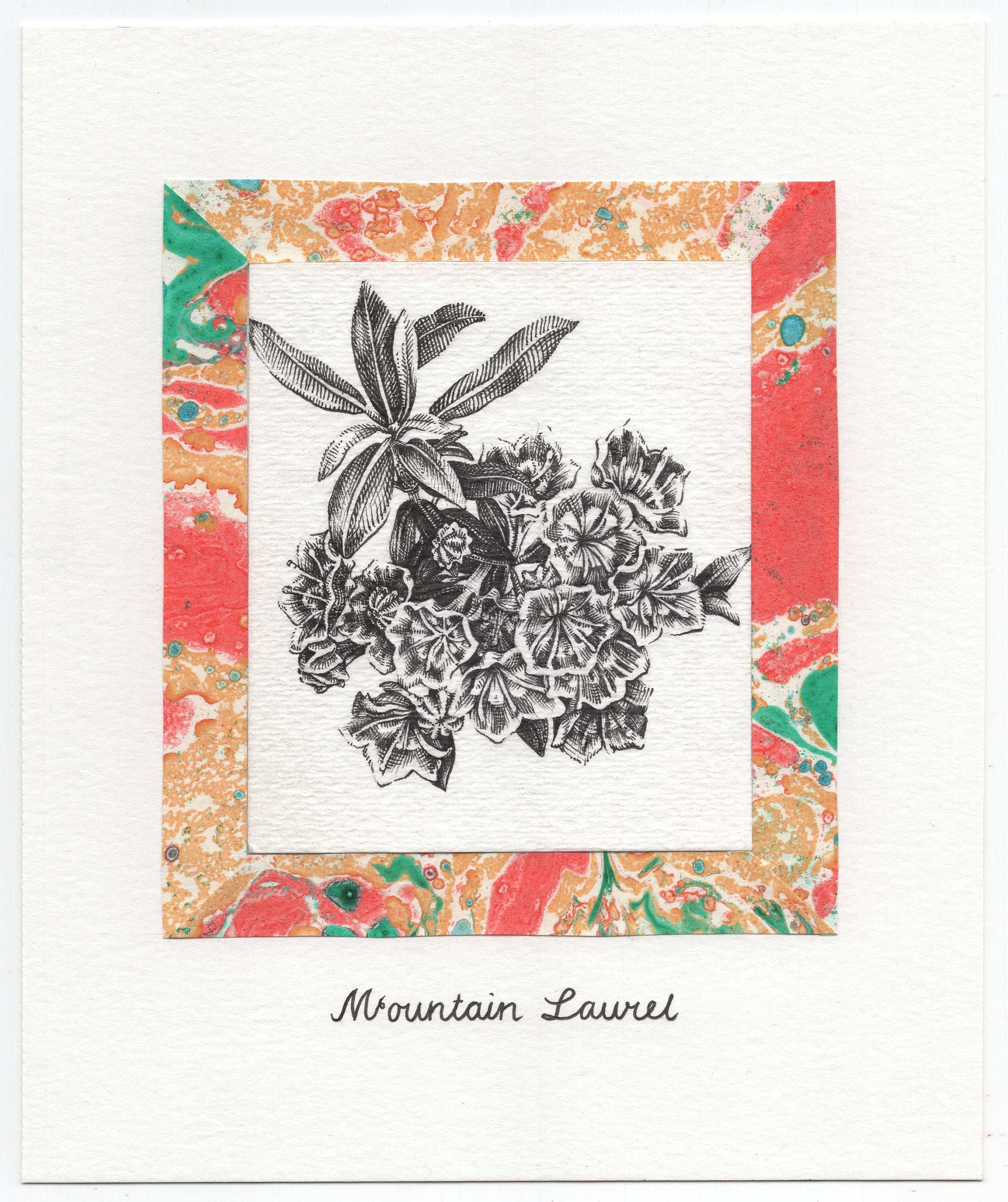Botanical Illustration of Mountain Laurel - Original Ink Drawing ...