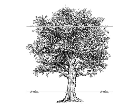 Artistic Drawing of Broadleaved Tree. Digital Cartoon Drawing | Etsy