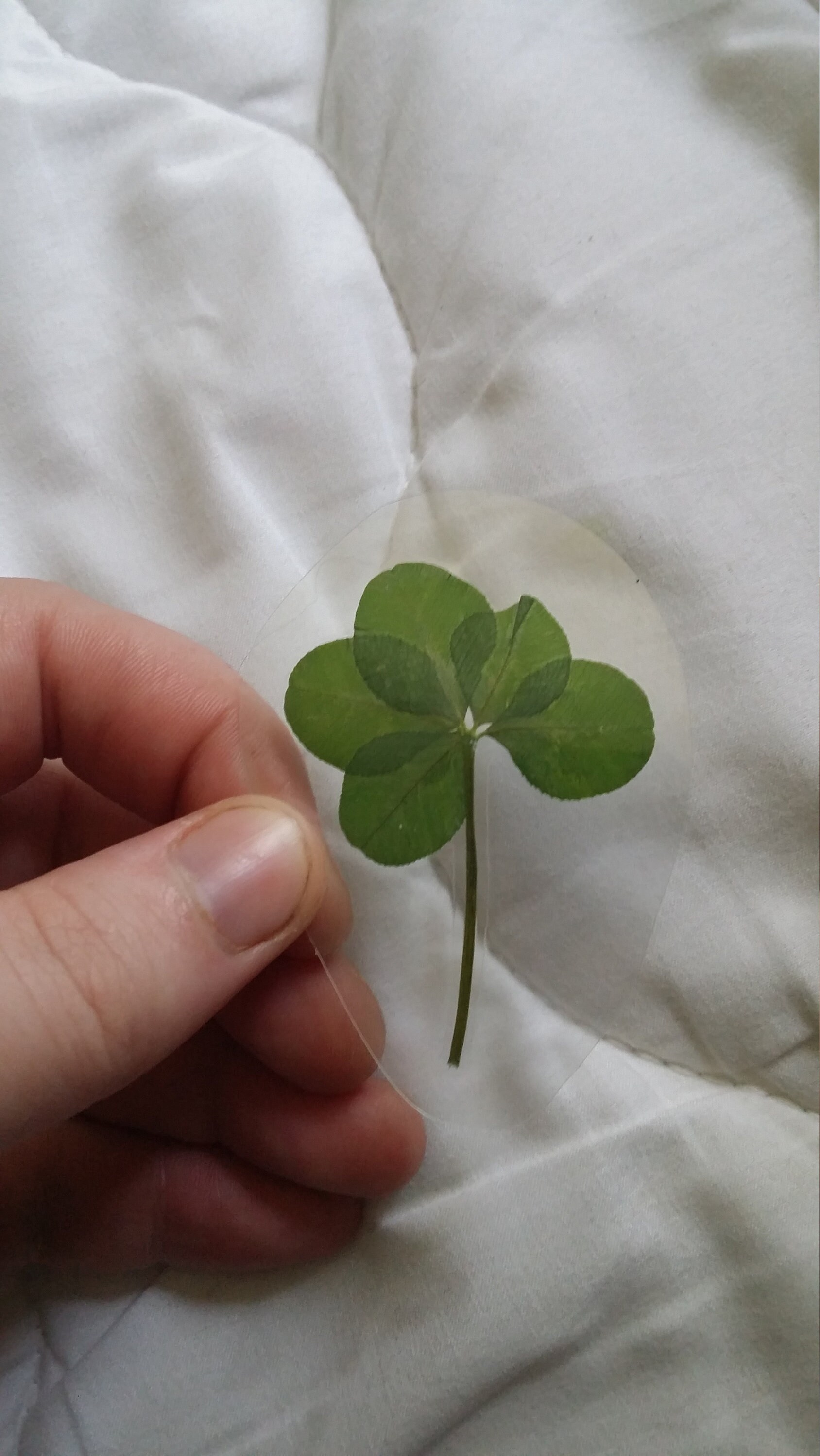 REAL Five Leaf Clover, Laminated - Etsy