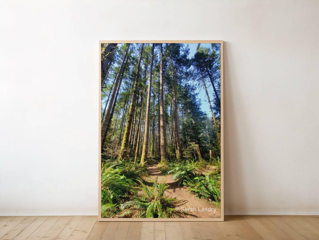 Forest Trail Photograph, Seal Bay Park Photograph - Etsy