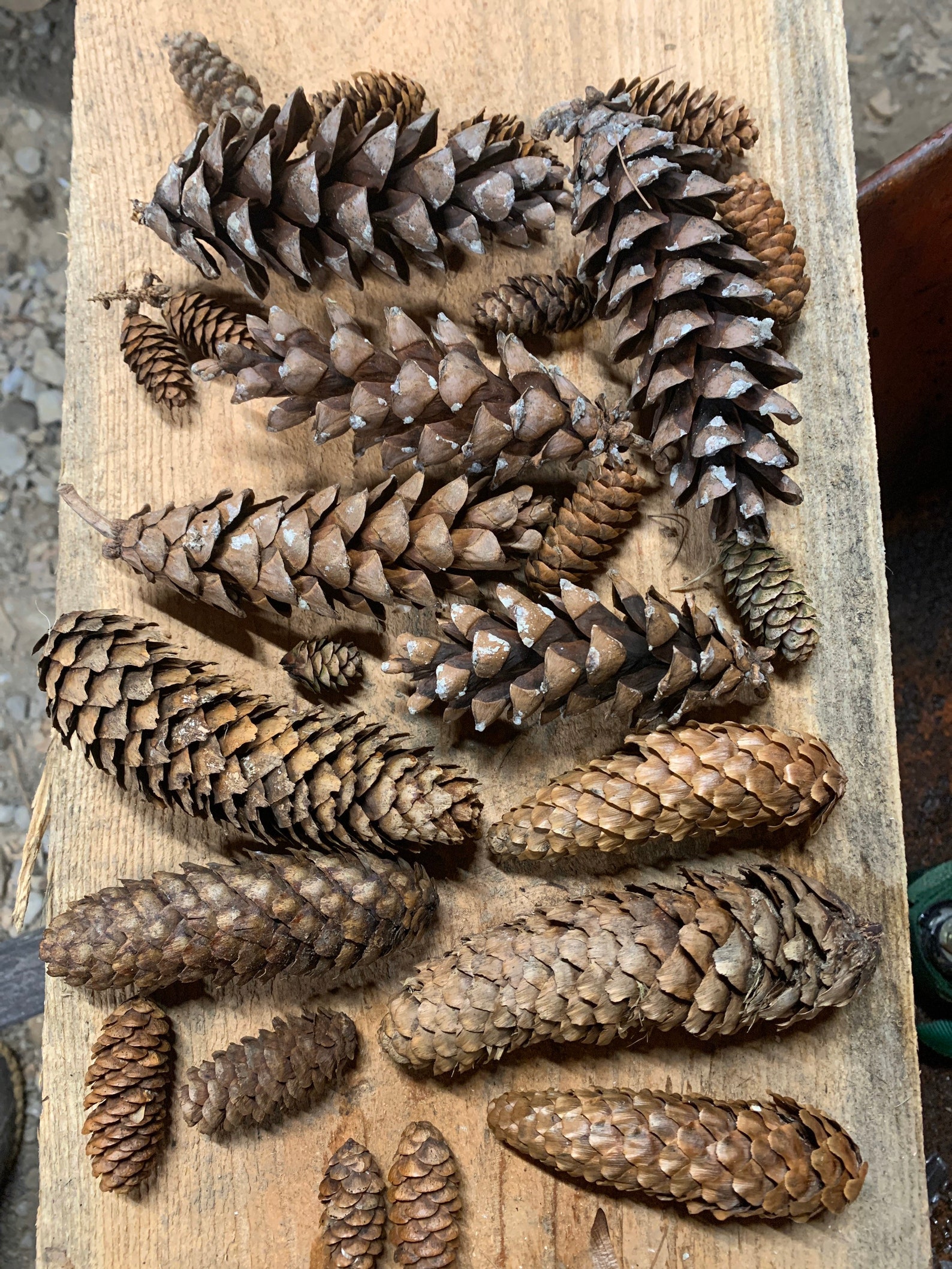 Mixed Collection of Pine Cones - Etsy