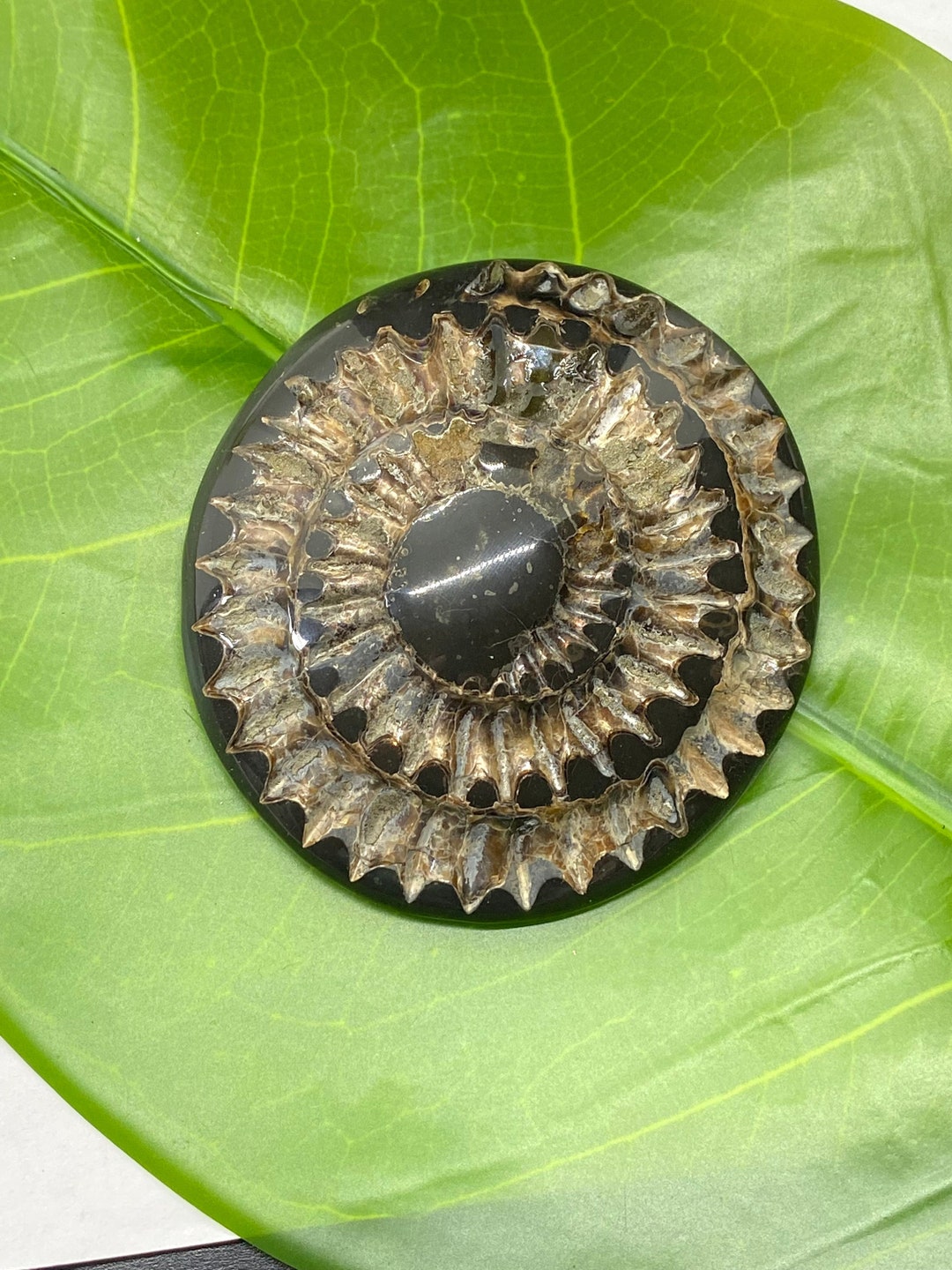 Huge Collector Ammonite - Sea Fossil - Altar Mineral - Designer ...