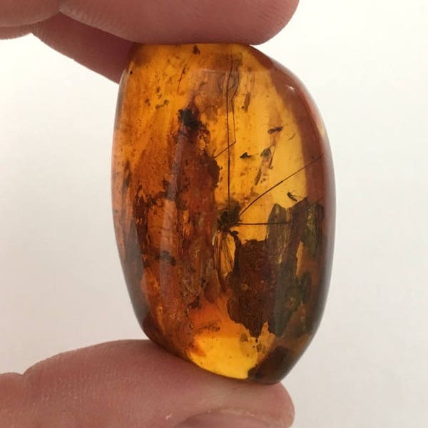 Amber With Insect - Etsy