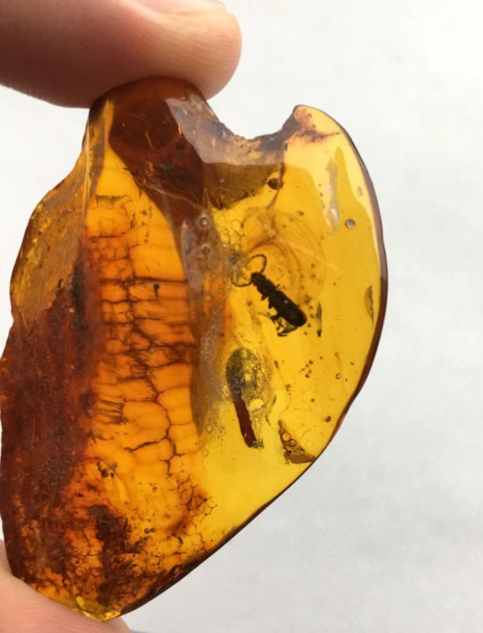 Amber With Insect 681 Ct Collectible Amber With Insect - Etsy