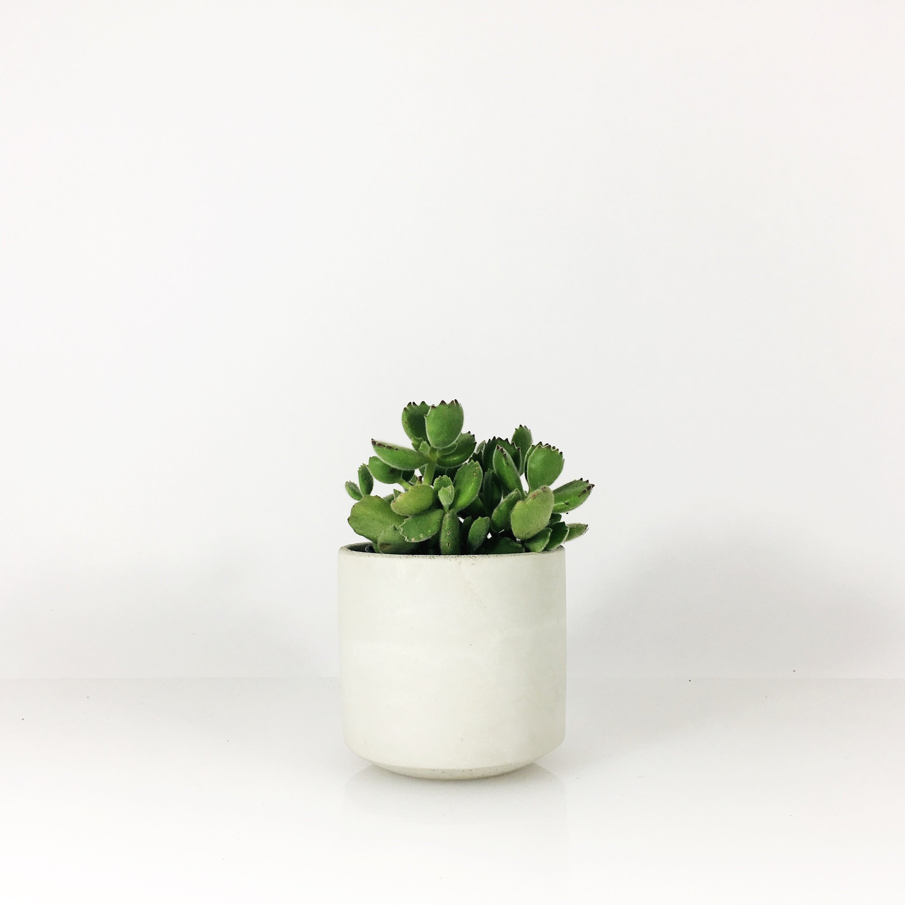 Small Straight Sided Concrete Pot / White - Etsy