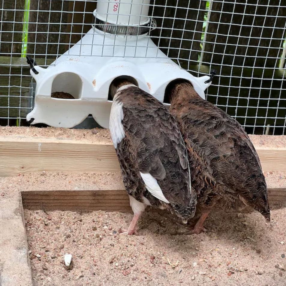 Feedflow Quail Feeder: Low Waste Gravity Feeding Ports - Etsy
