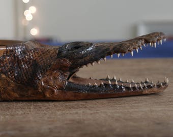 Alligator hide | Etsy