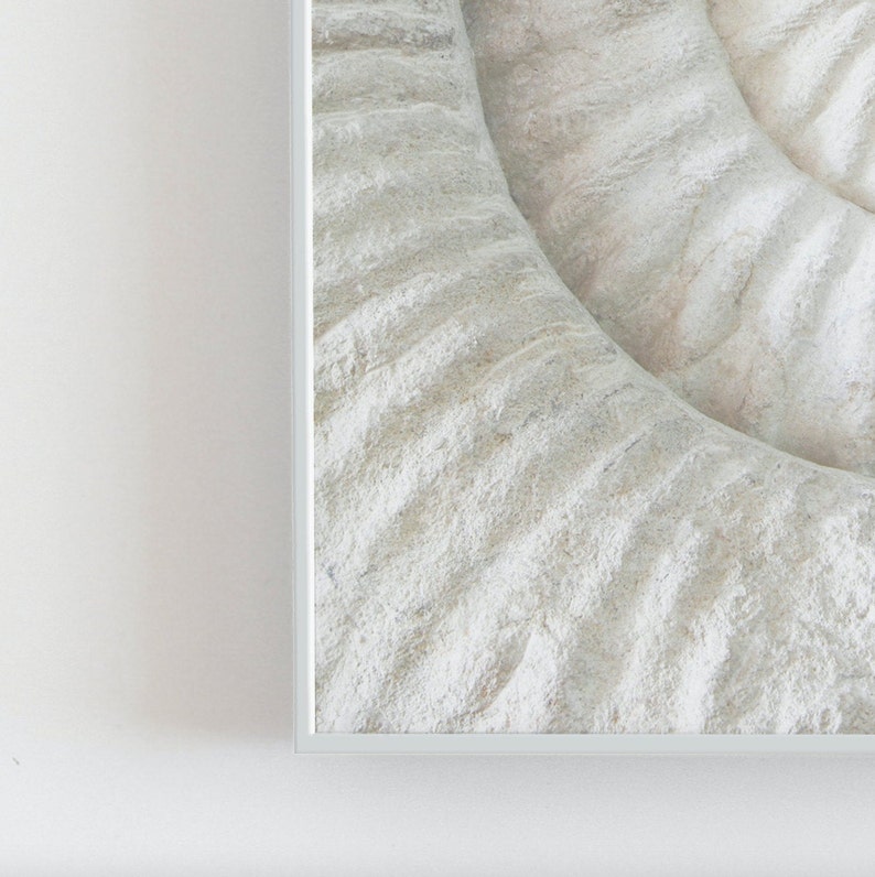 Ammonite Fossil Poster Anxiety Relief Print Spiral Shell - Etsy