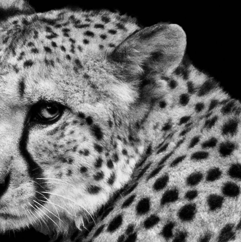Cheetah Couple Print, 2 Cheetah Poster, Feline Wall Art, African ...