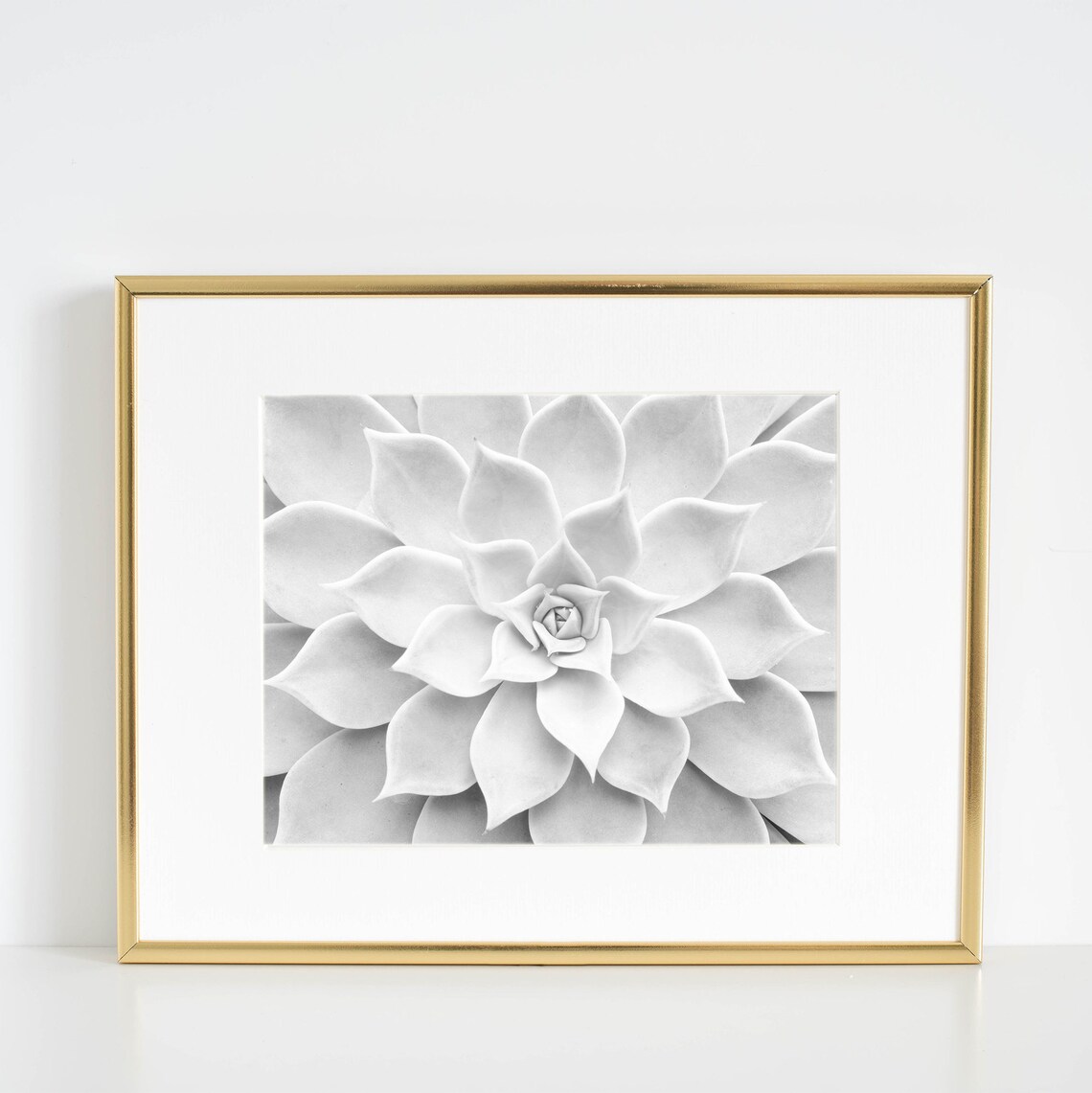 White Succulent Poster White Texture Print White Cactus Art - Etsy