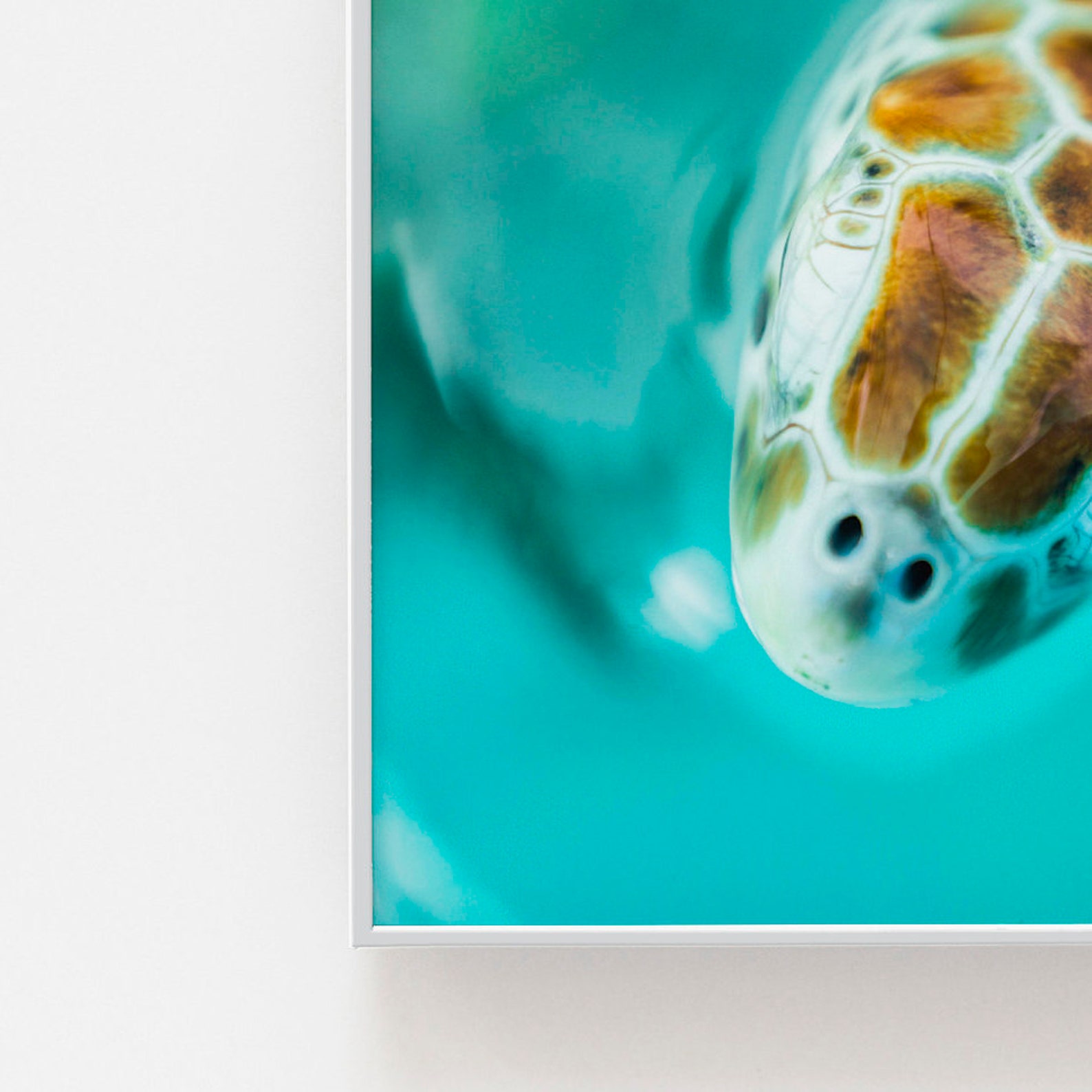 Sea Turtle Print Green Sea Turtle Poster Marine Turtle Teal - Etsy Canada