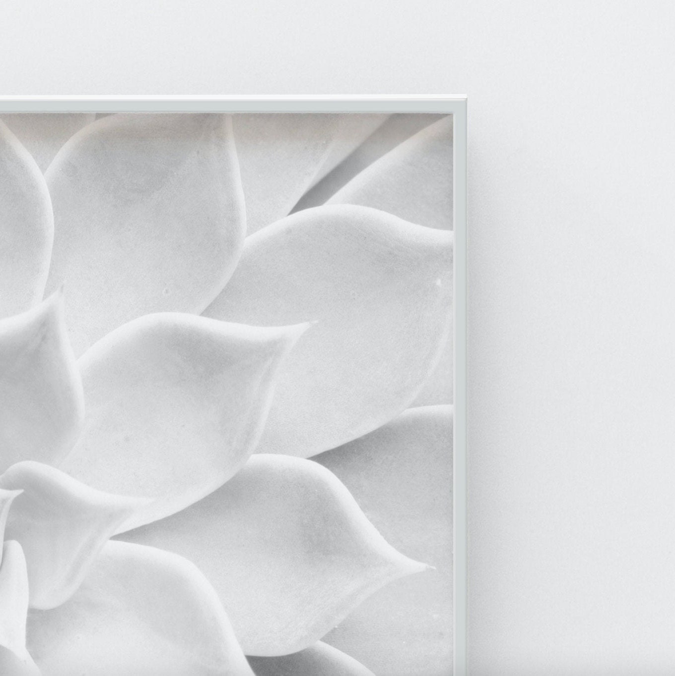 White Succulent Poster White Texture Print White Cactus art | Etsy