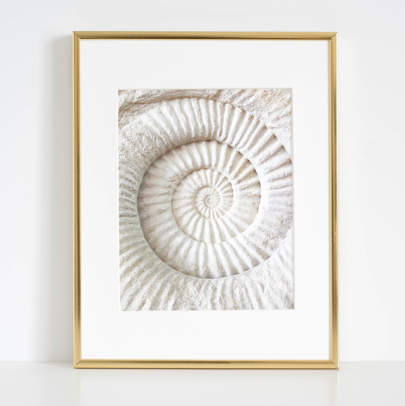 Ammonite Fossil Poster Anxiety Relief Print Spiral Shell - Etsy