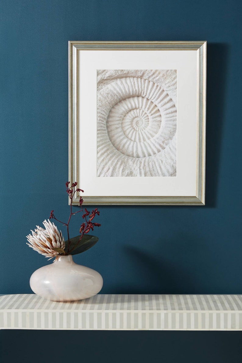 Ammonite Fossil Poster Anxiety Relief Print Spiral Shell - Etsy