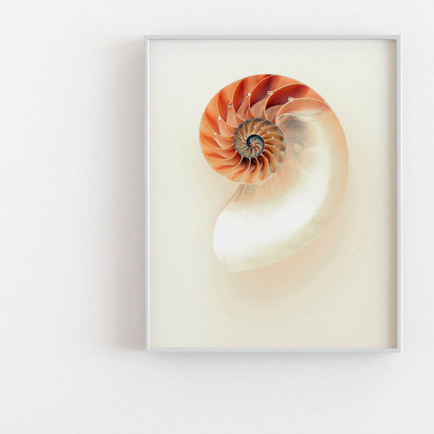 Blush Pink Nautilus Print, Mermaid Decor, Mother of Pearl Seashell ...
