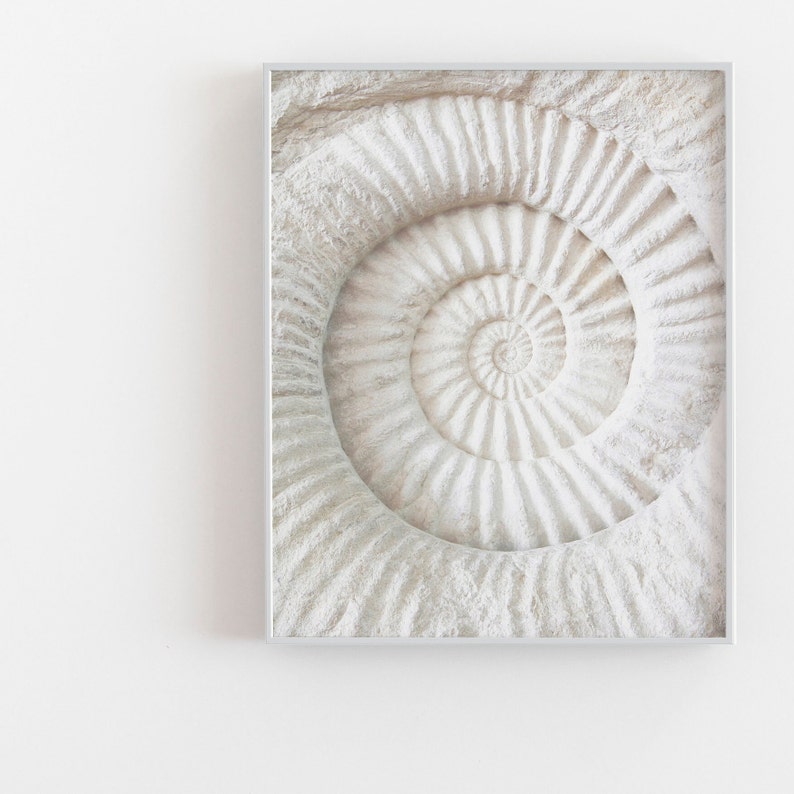 Ammonite Fossil Poster Anxiety Relief Print Spiral Shell - Etsy