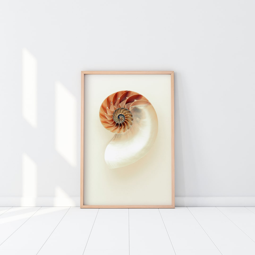 Blush Pink Nautilus Print, Mermaid Decor, Mother of Pearl Seashell ...